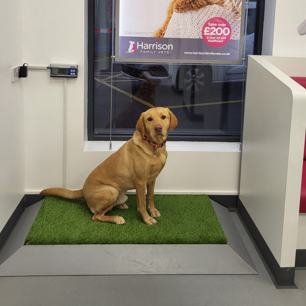 Harrison Family Vets Reading achieves UK’s ‘Fear Free’ first ...