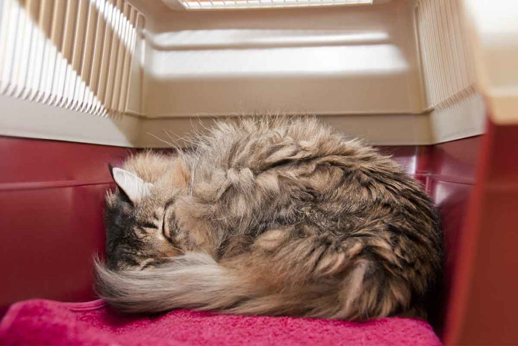 Fear Free – Taking the “pet” out of “petrified” – harrisonfamilyvets