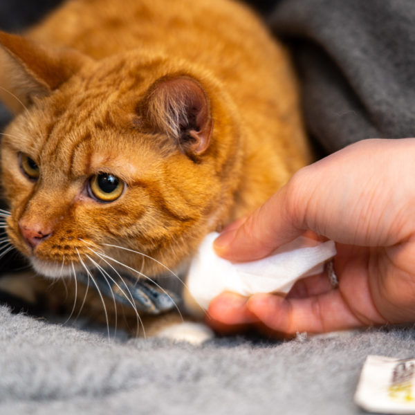Harrison Family Vets Reading achieves UK’s ‘Fear Free’ first ...