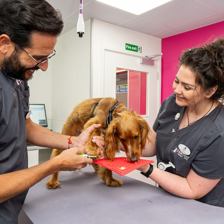 Fear Free – Taking the “pet” out of “petrified” – harrisonfamilyvets