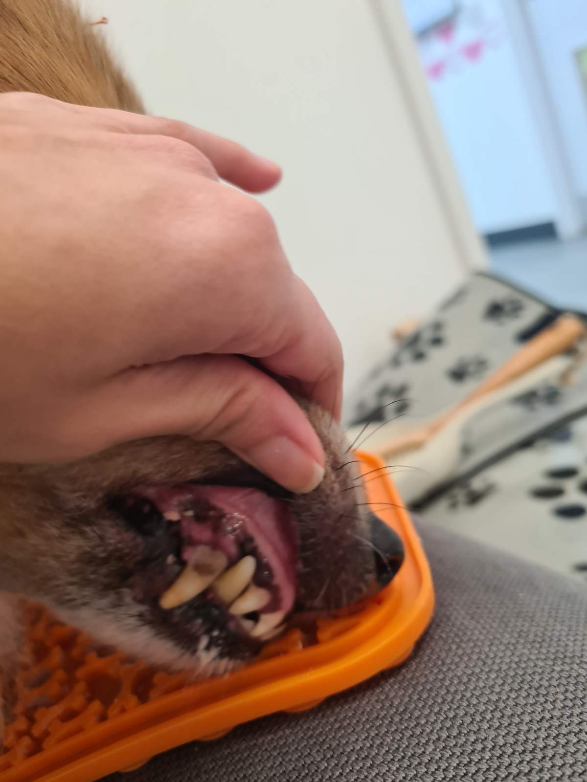 Helly pins down successful alternative pet treatment – harrisonfamilyvets
